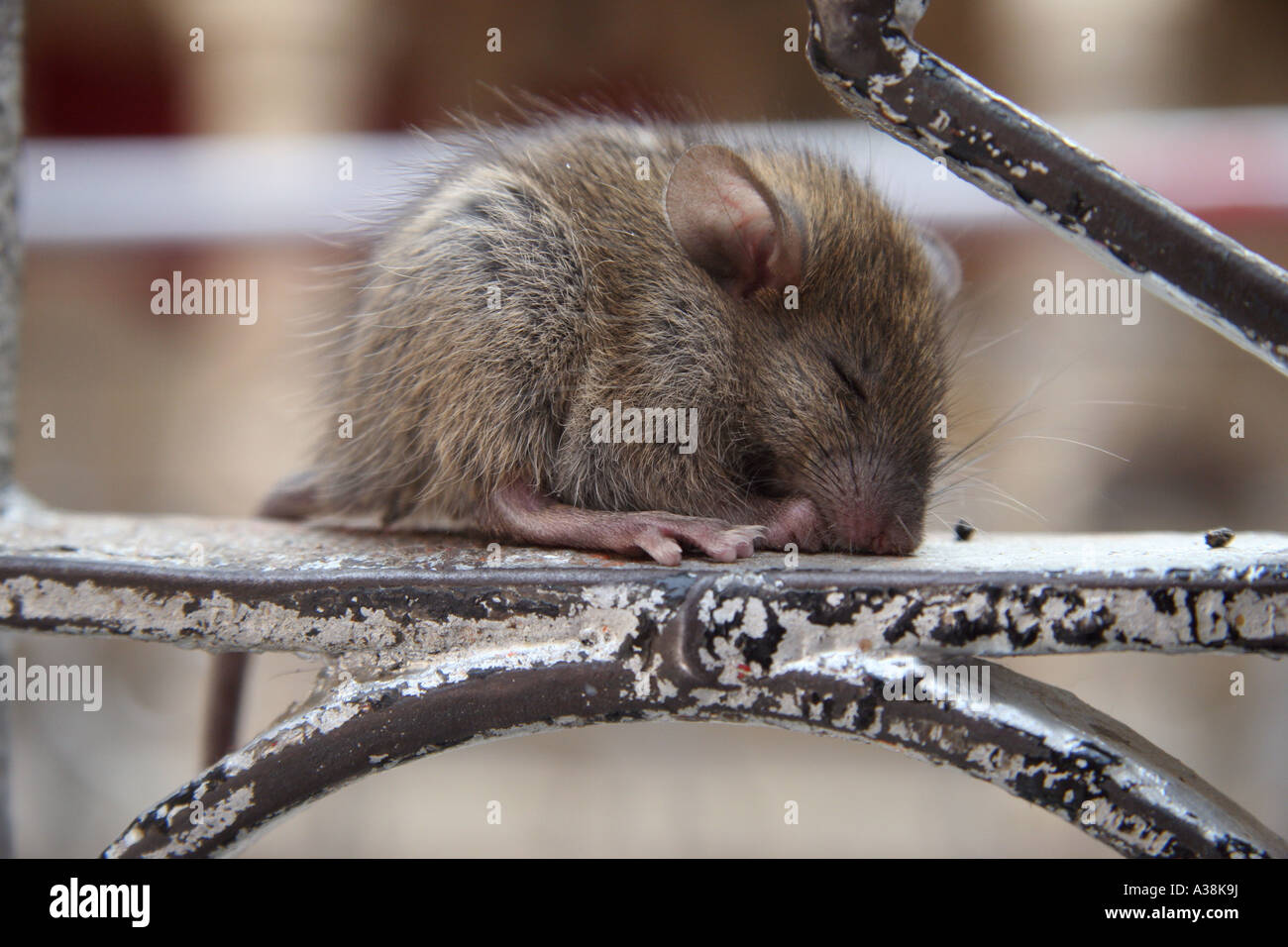 Mouse sleeping on the railings of Karni Mata Mandir Temple, Deshnoke ...