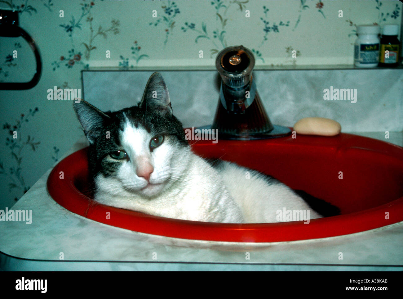 Cat f hi-res stock photography and images - Alamy