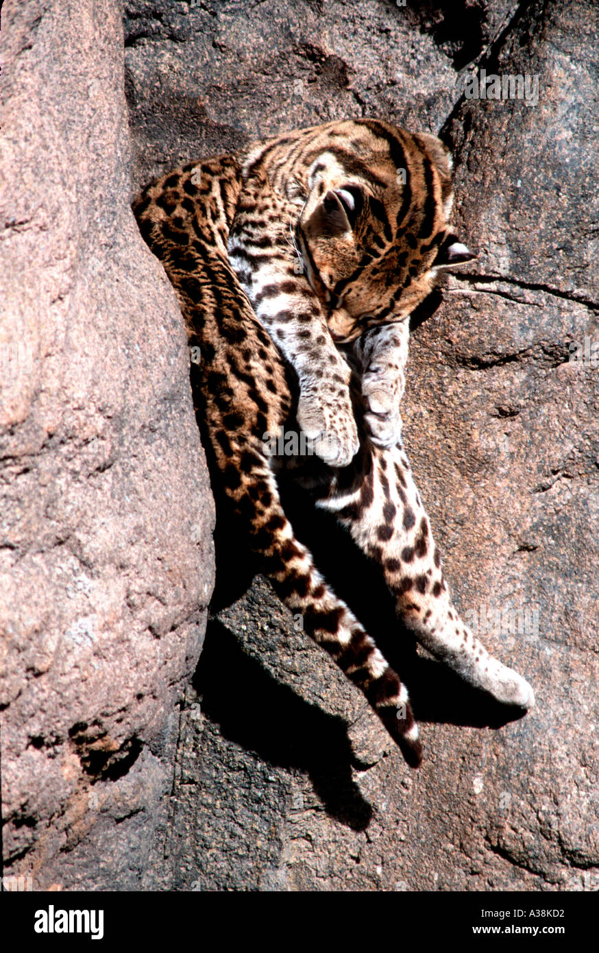 Where Do Ocelots Sleep