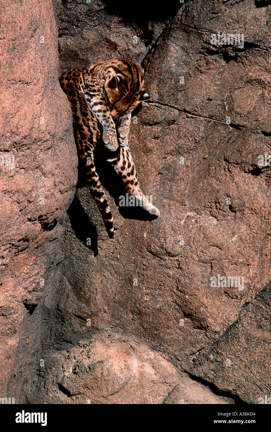 Sleeping ocelot hi-res stock photography and images - Alamy