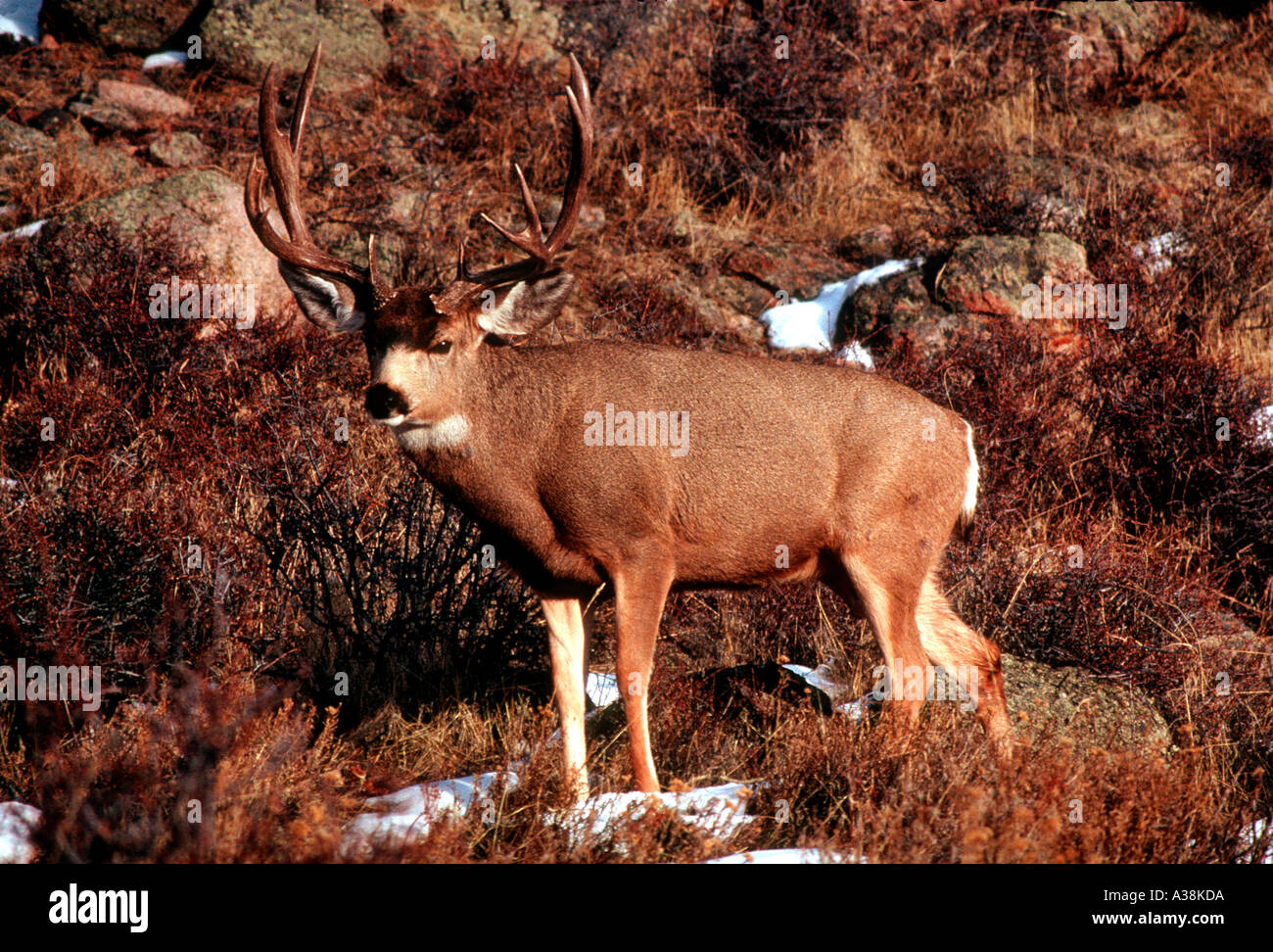 MD-2 MULE DEER BUCK Stock Photo - Alamy