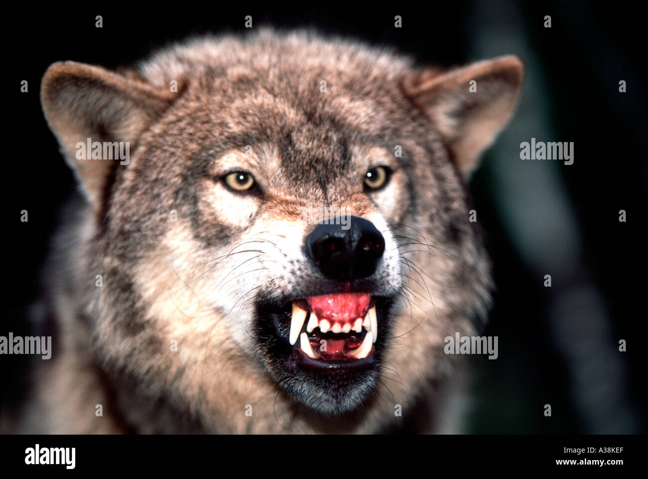 Snarling Wolf Front