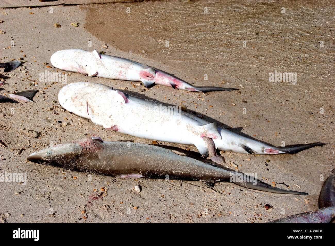 Finned sharks hi-res stock photography and images - Alamy