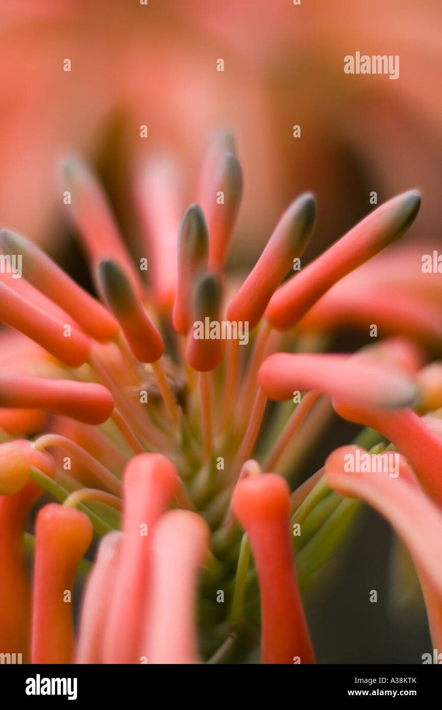 Australian cactus garden hi-res stock photography and images - Alamy