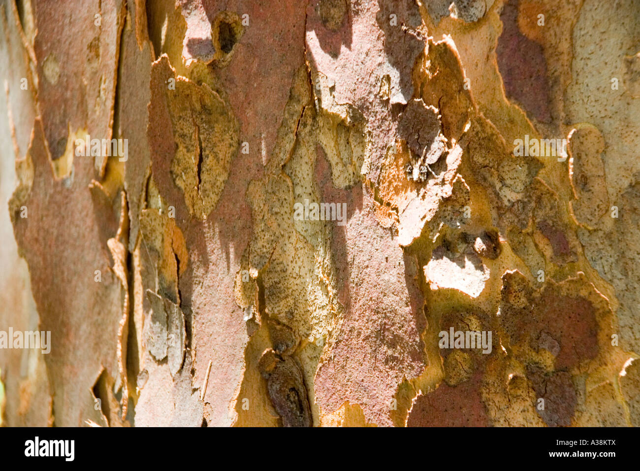 Gum tree bark in the Blue Mountains of New South Wales Stock Photo - Alamy
