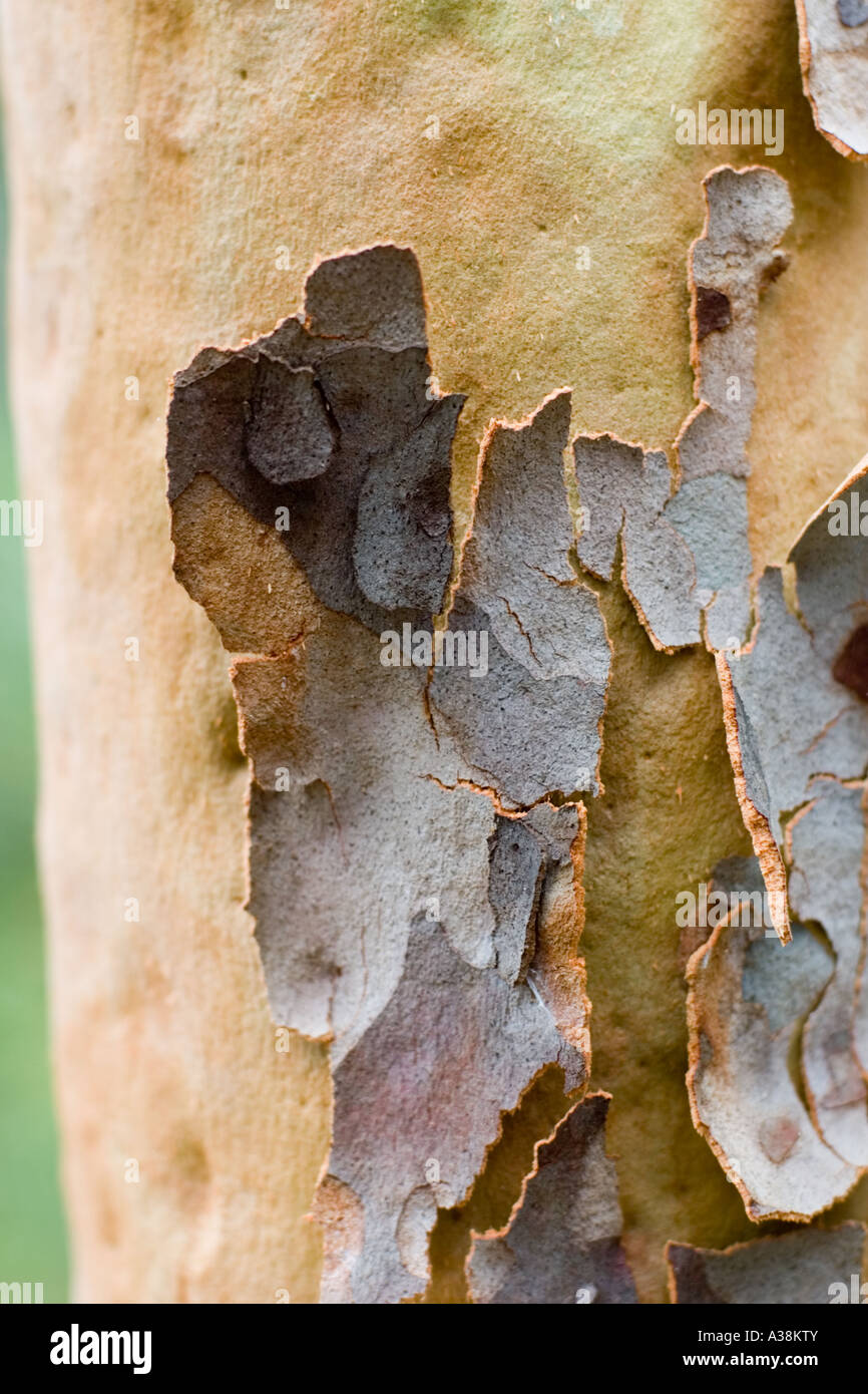 Gum tree bark in the Blue Mountains of New South Wales Stock Photo - Alamy