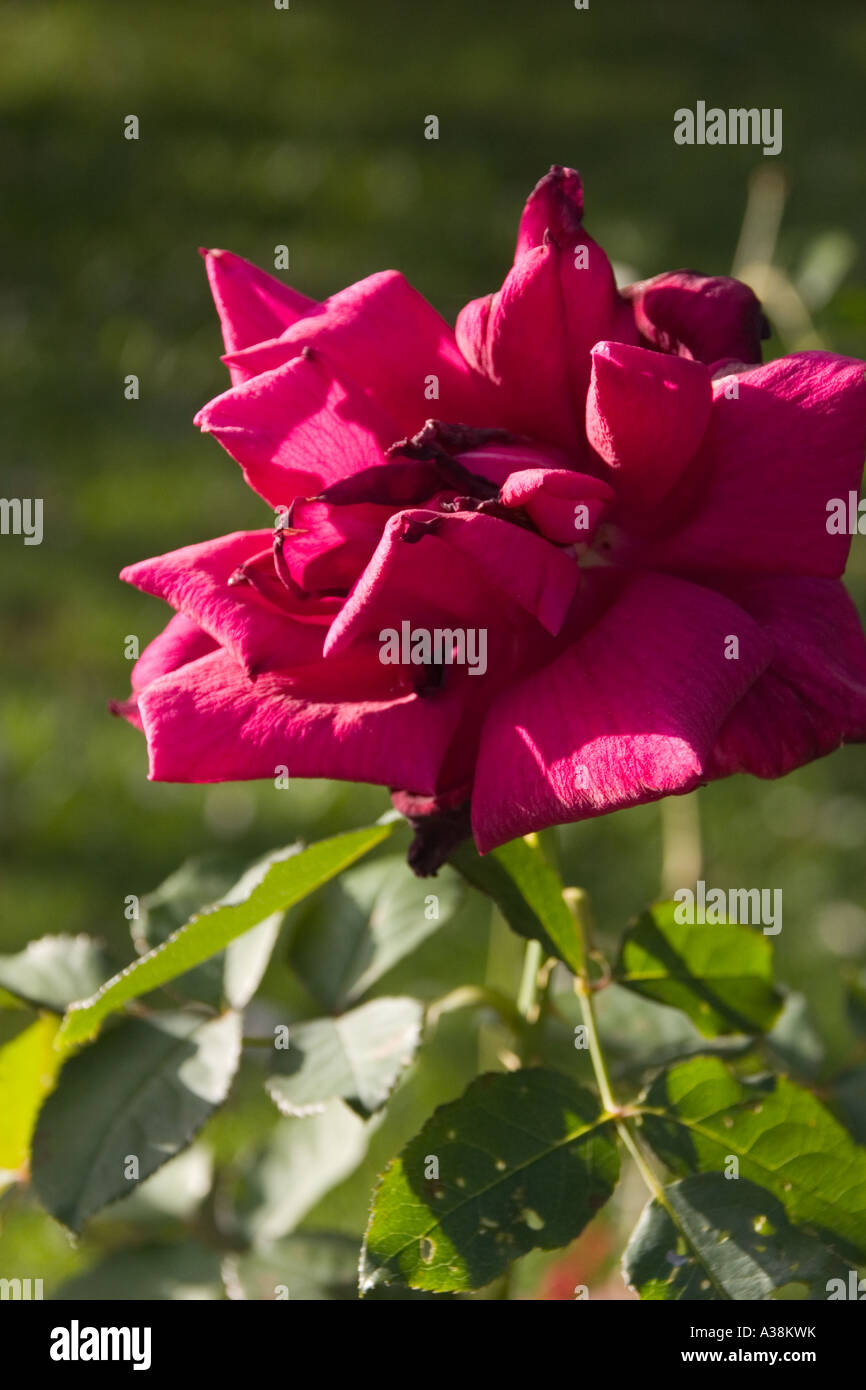 Papa Meilland rose Stock Photo - Alamy