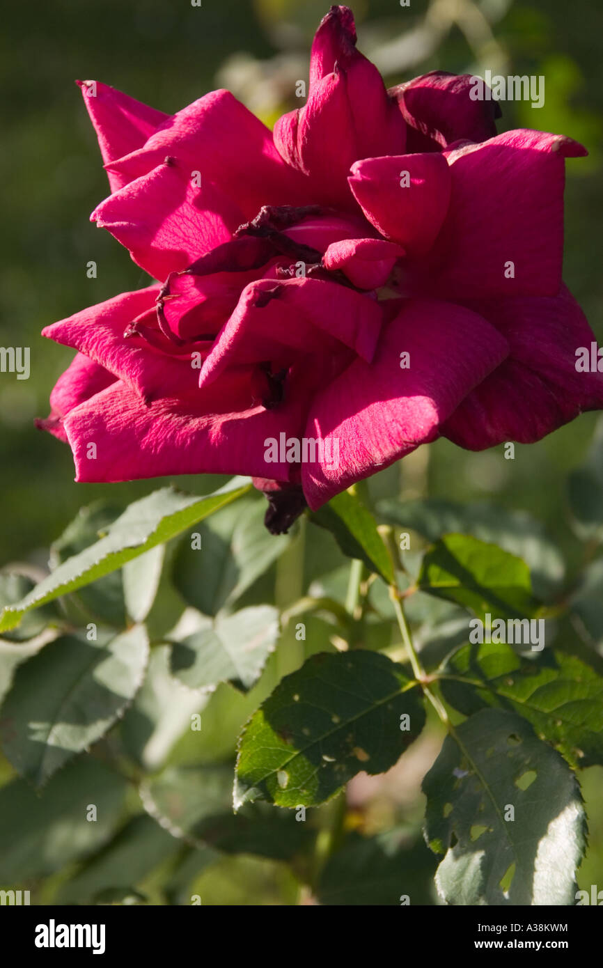 Papa Meilland rose Stock Photo - Alamy