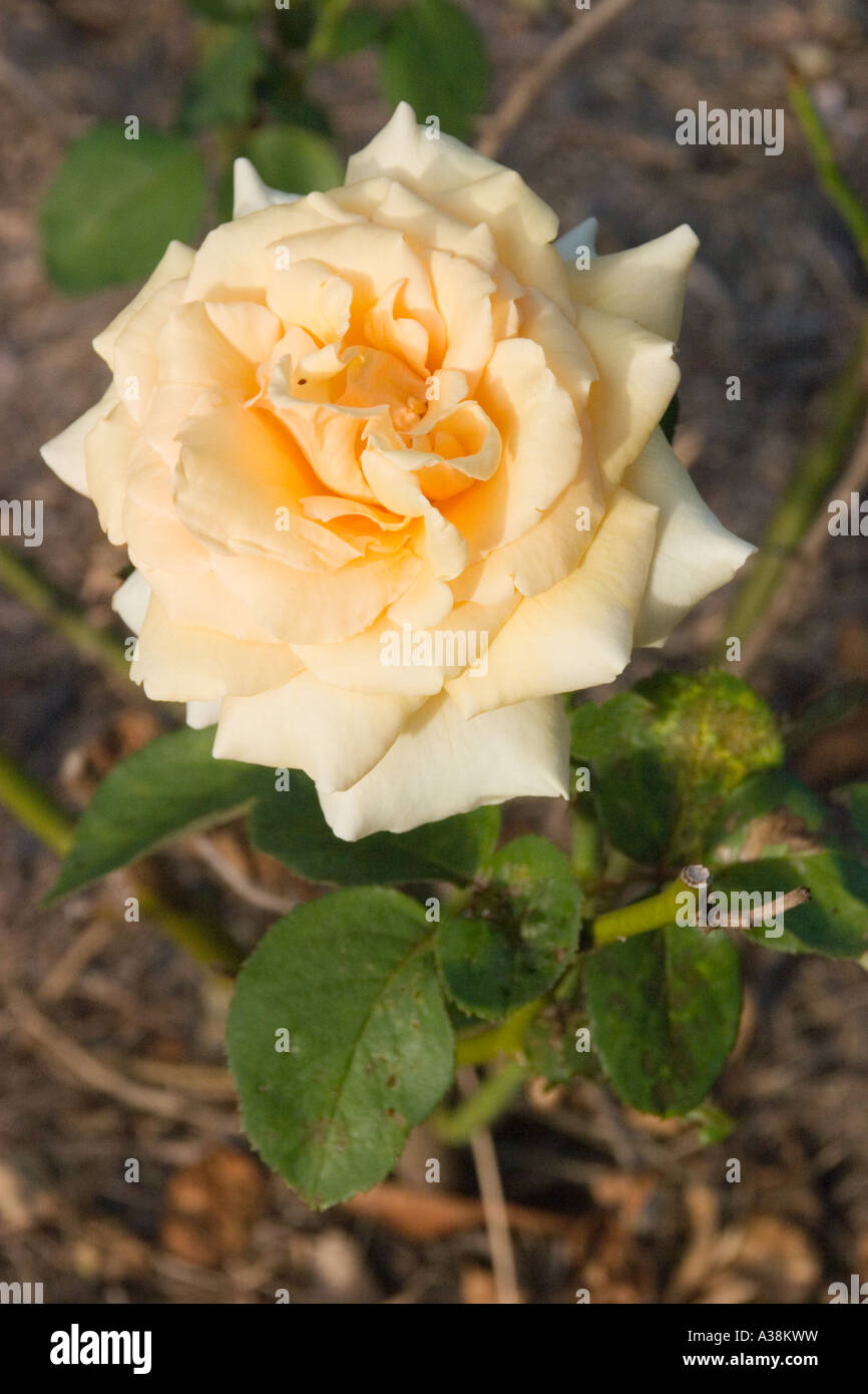 Rose valencia hi-res stock photography and images - Alamy