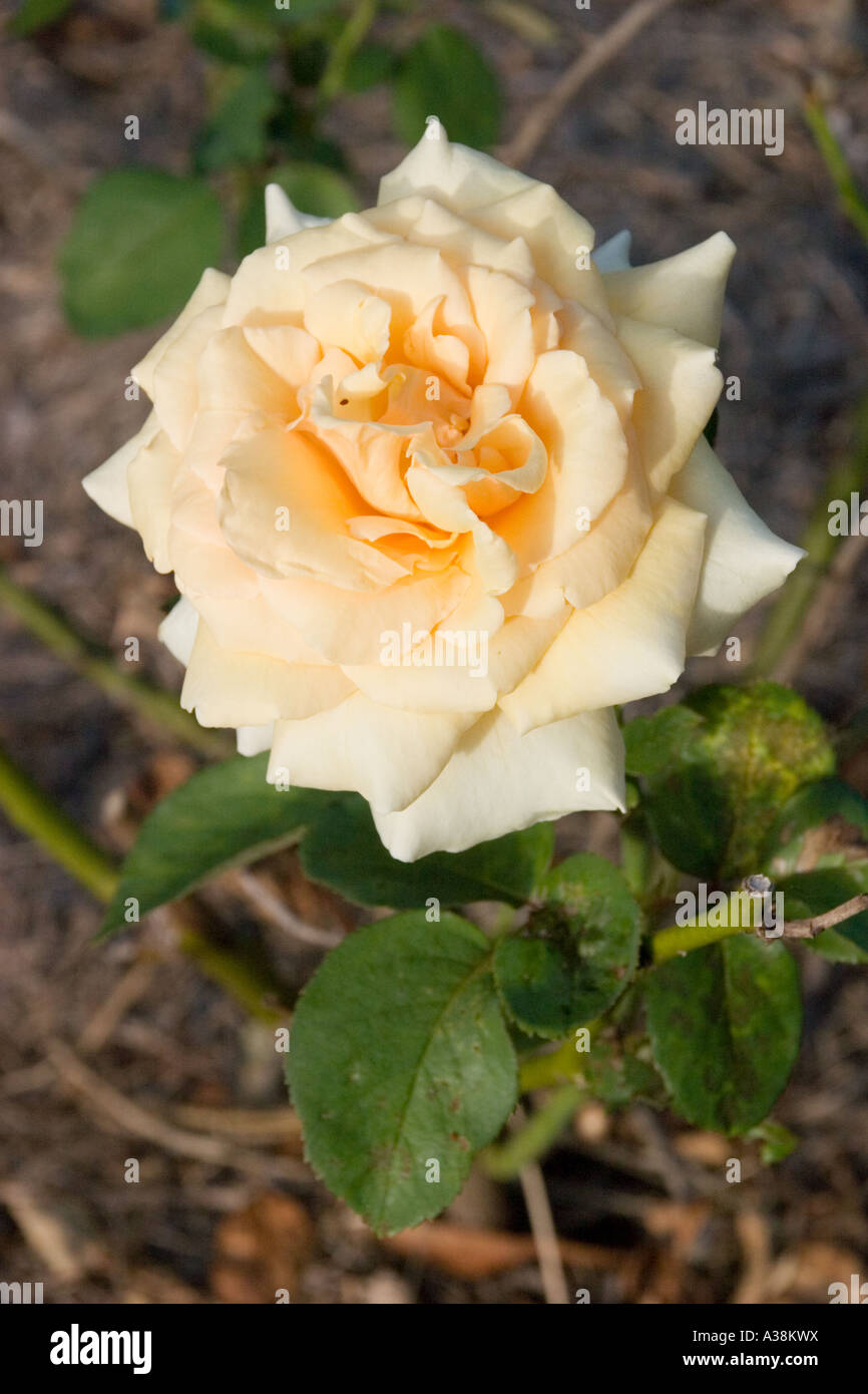 Valencia rose hi-res stock photography and images - Alamy