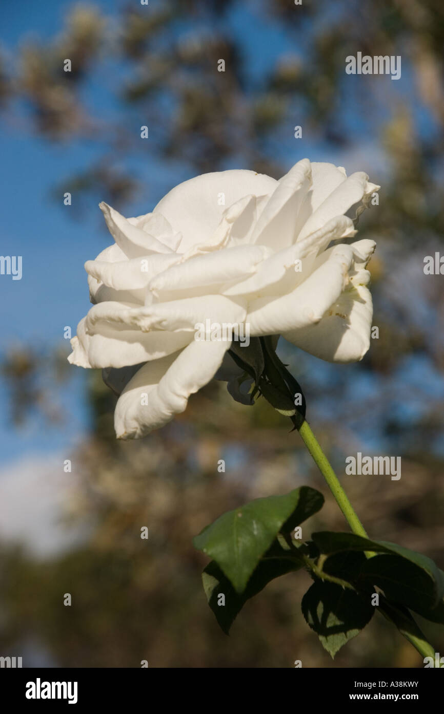 White Masterpiece rose Stock Photo - Alamy