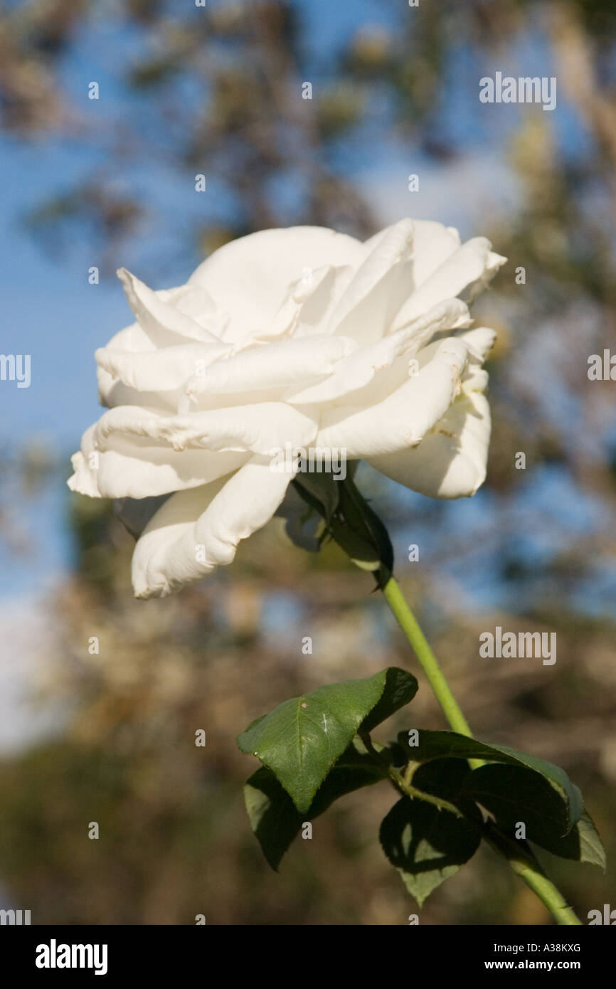 White Masterpiece rose Stock Photo - Alamy