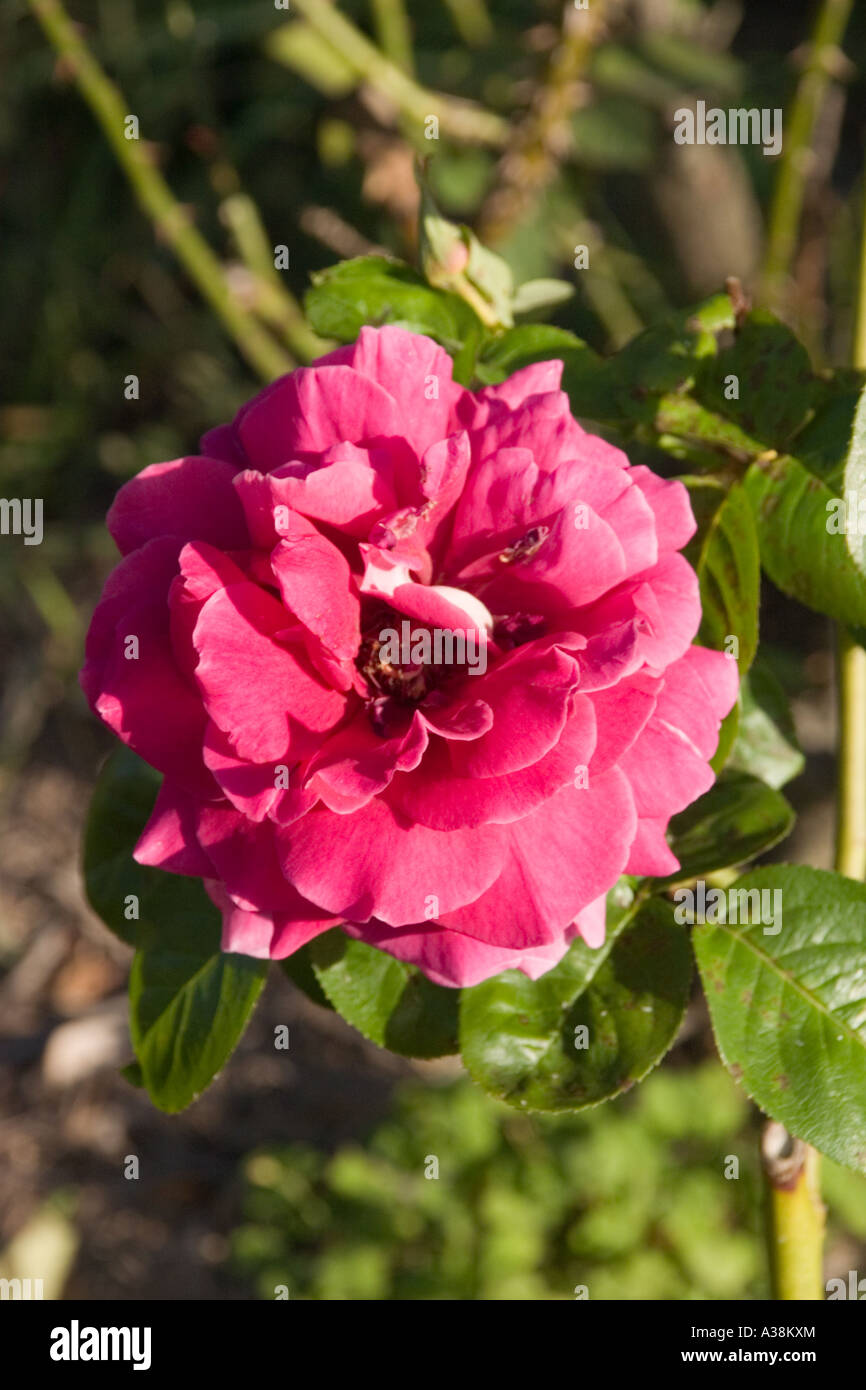 Maroon rose hi-res stock photography and images - Alamy