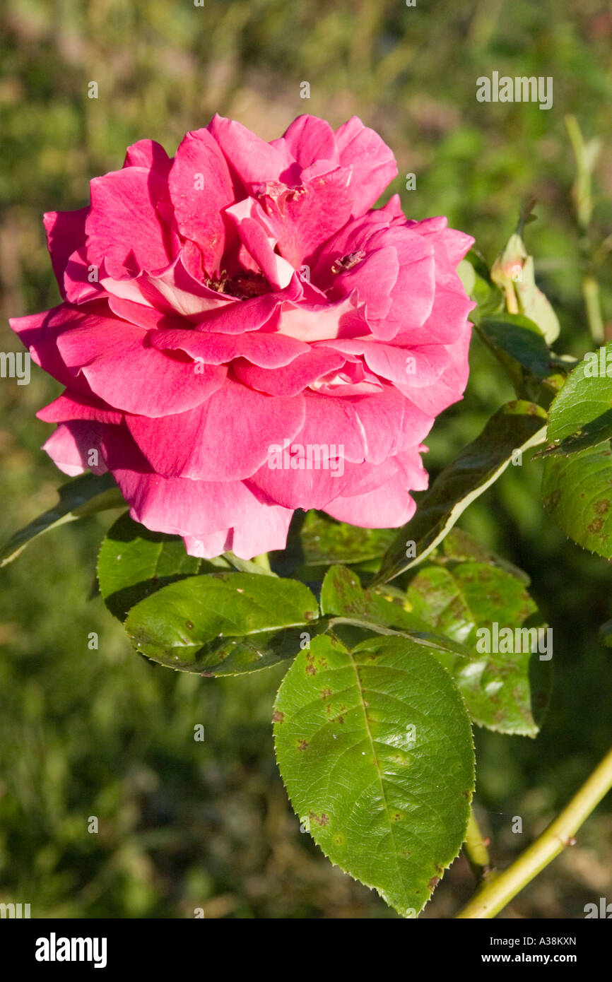 Kronenburg hi-res stock photography and images - Alamy