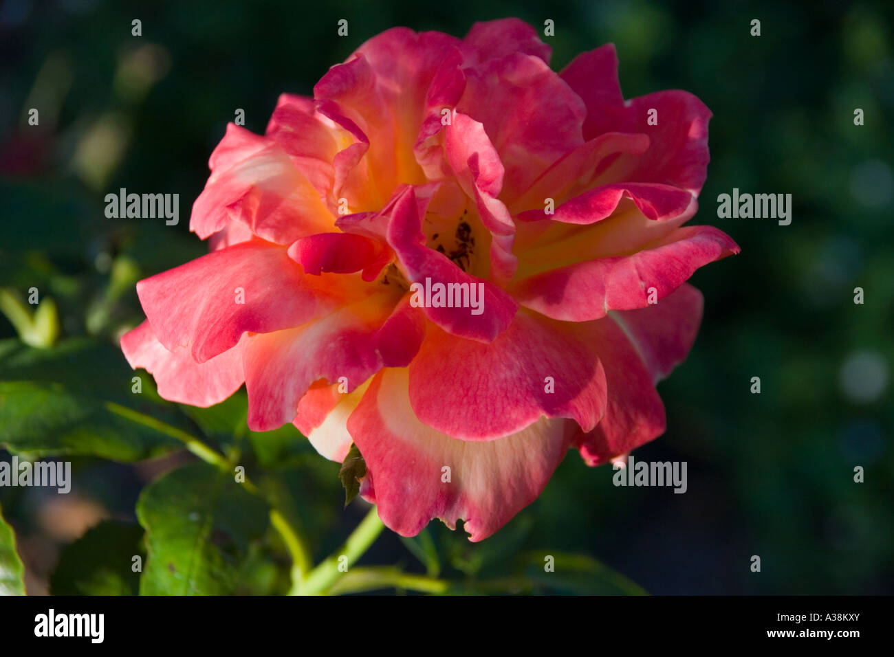 Elizabeth murdoch hi-res stock photography and images - Alamy