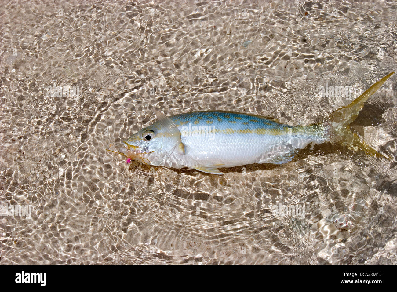 UF-365D SMALL YELLOWTAIL SNAPPER Stock Photo - Alamy