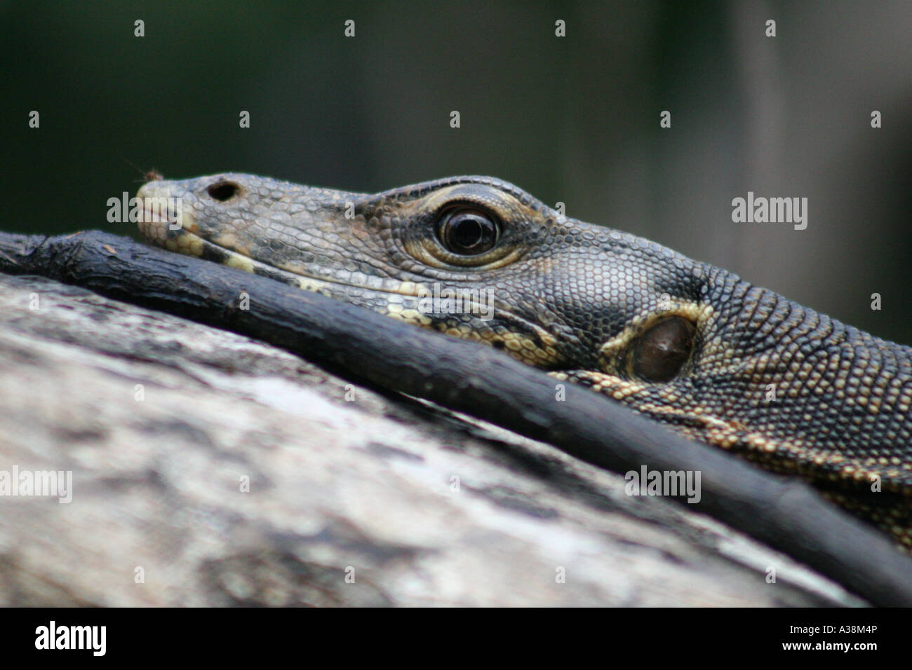 Clouded Monitor Lizzard resting on a log at the edge of the ...
