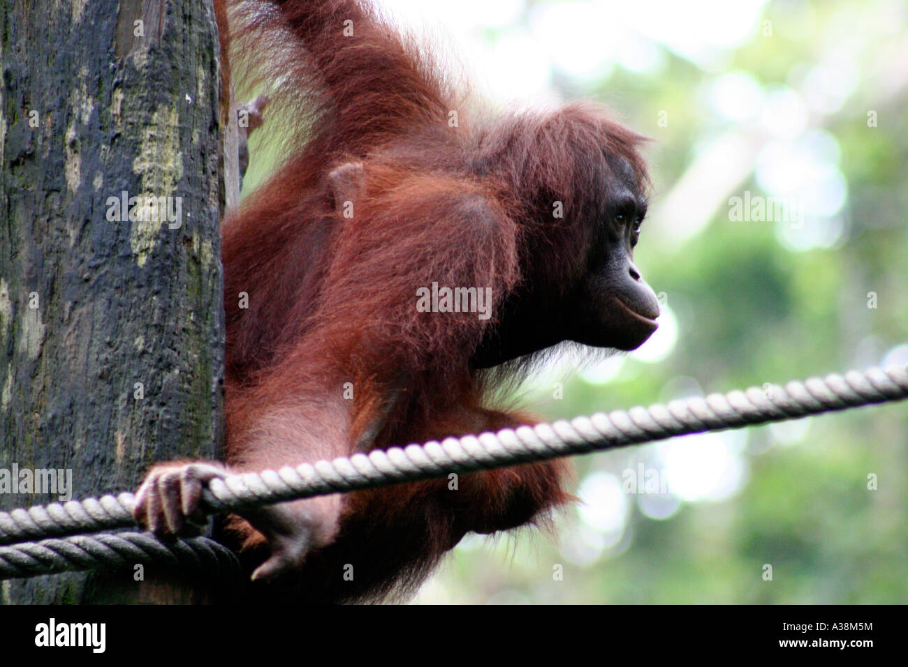 The Orangutan in it's natural rainforest habitat in the state of Sabah ...