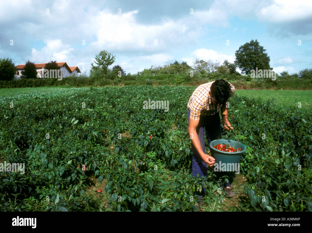 French Basque people, Frenchman, French man, man, harvesting red ...