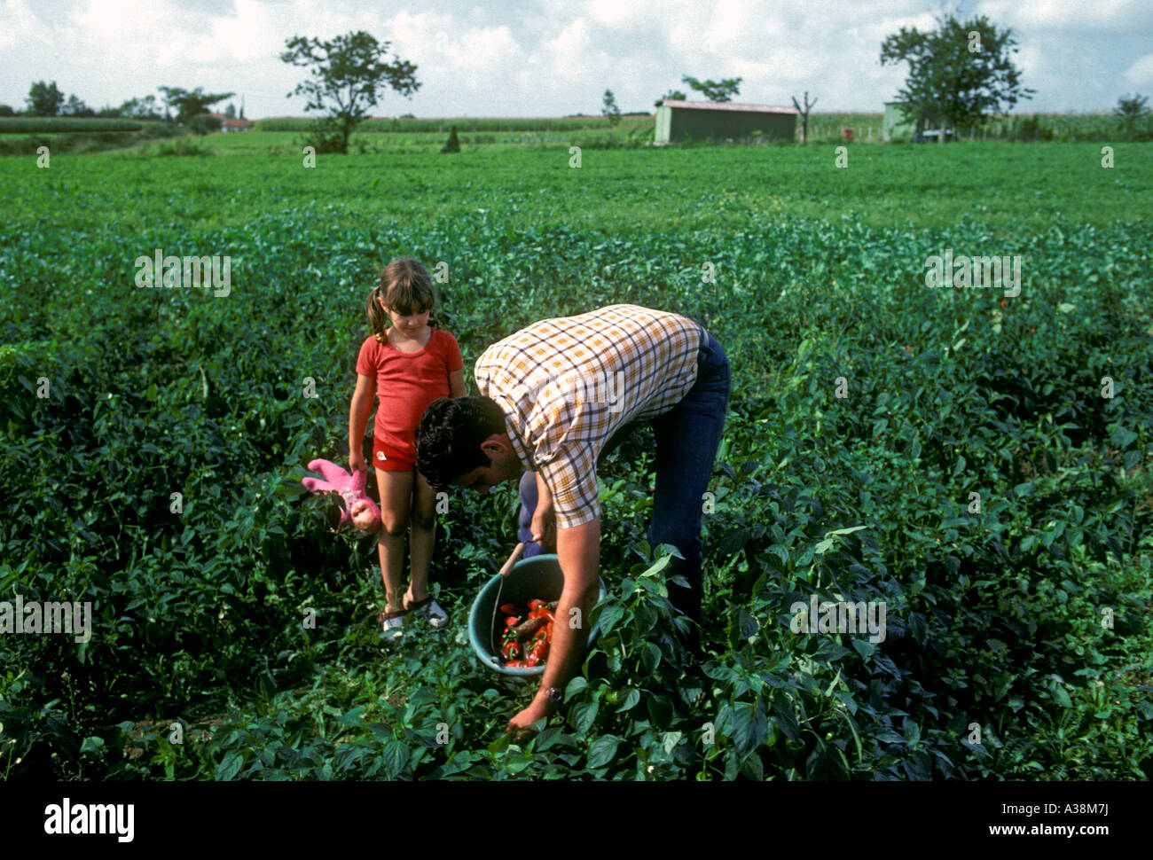 French Basque people, father and daughter, father, daughter, harvesting ...