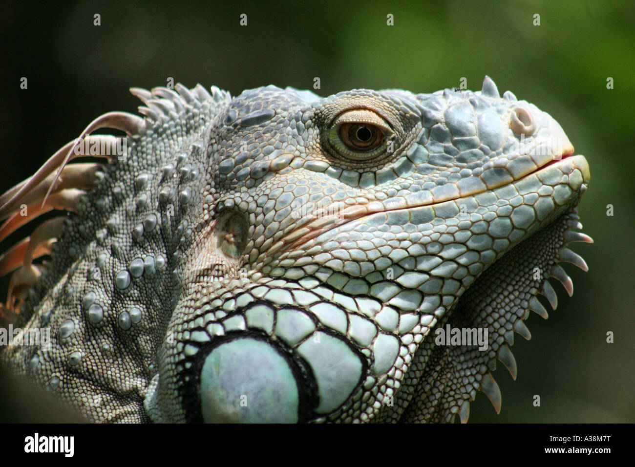 Common Green Iguana in Singapore Zoo Stock Photo - Alamy