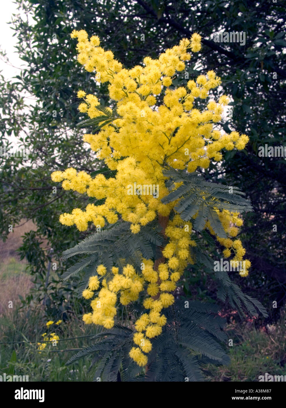 Silver Wattle tree (Acacia dealbata), mimosa Stock Photo - Alamy