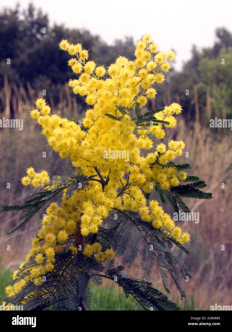 Silver Wattle tree (Acacia dealbata), mimosa Stock Photo - Alamy