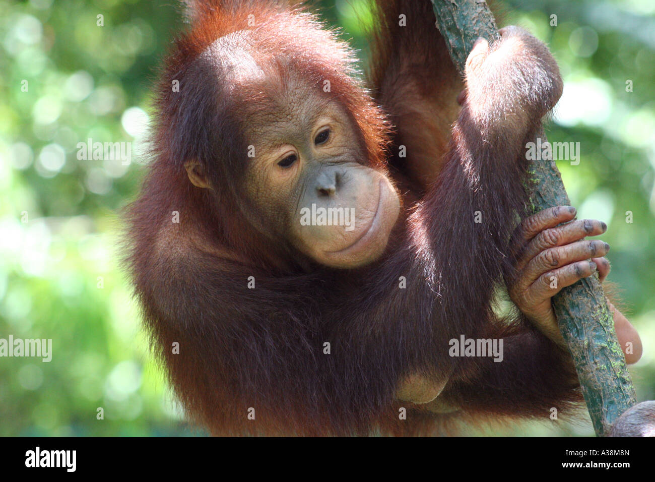 The Orangutan in it's natural rainforest habitat in the state of Sabah ...