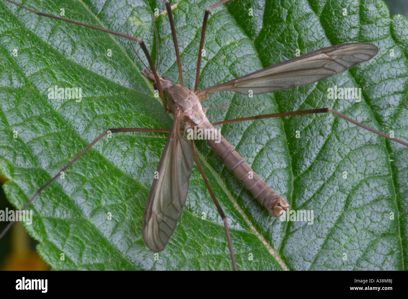 Tipula paludosa crane fly hi-res stock photography and images - Alamy