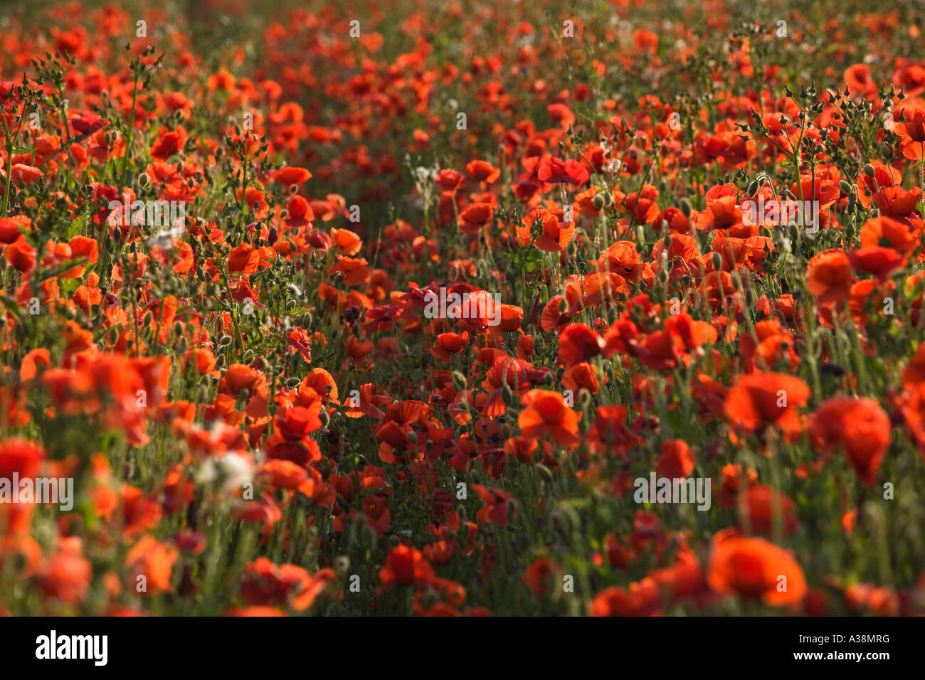 A field of Common Poppies in flower, Cotswolds, UK Stock Photo - Alamy