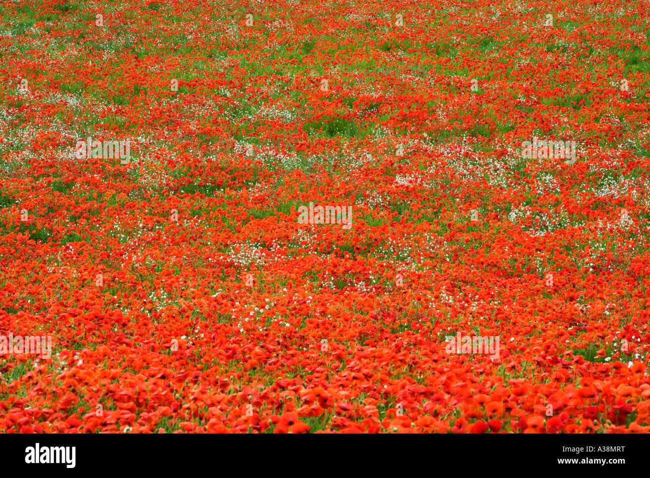 A field of Common Poppies in flower, Cotswolds, UK Stock Photo - Alamy
