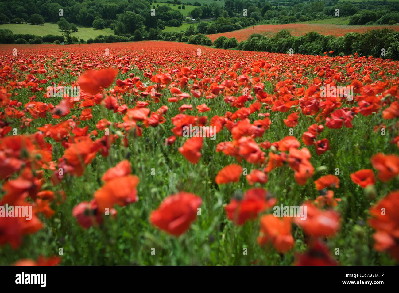 Common Poppies in flower, Cotswolds, UK Stock Photo - Alamy