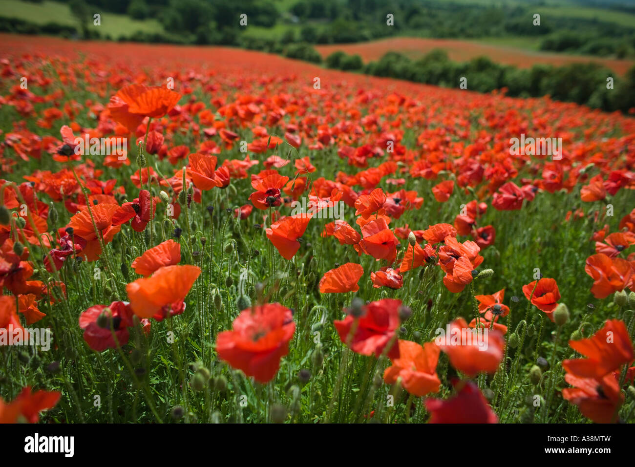 Common Poppies in flower, Cotswolds, UK Stock Photo - Alamy