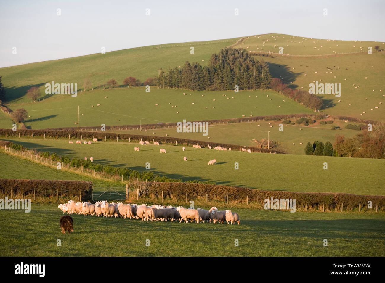 Sheepdog herding sheep, Brecon Beacons National park, Powys, Wales ...