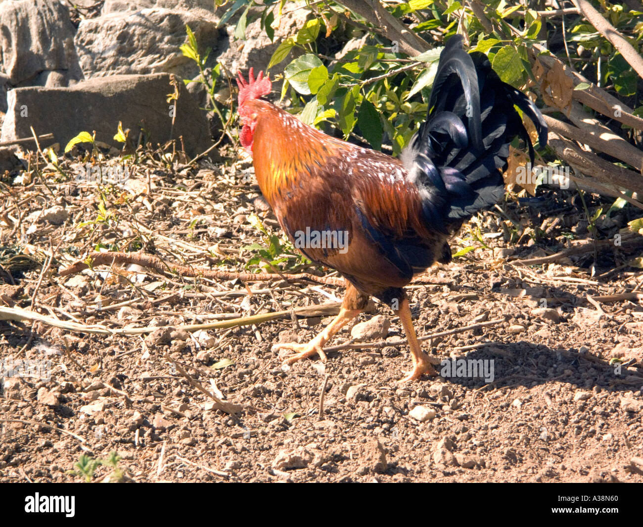 Bantam cockerel poultry fowl Stock Photo - Alamy