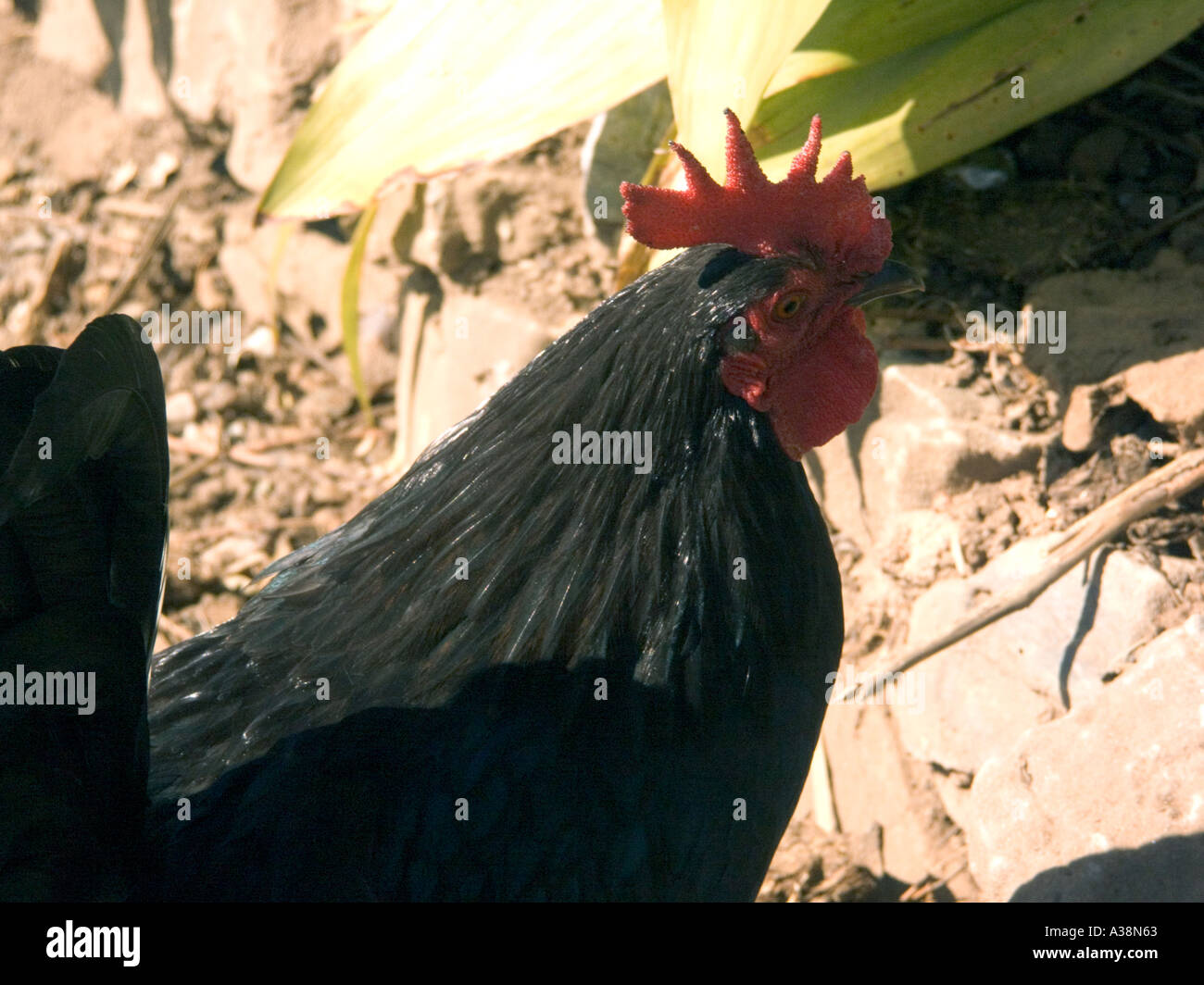 Bantam cockerel poultry fowl Stock Photo - Alamy
