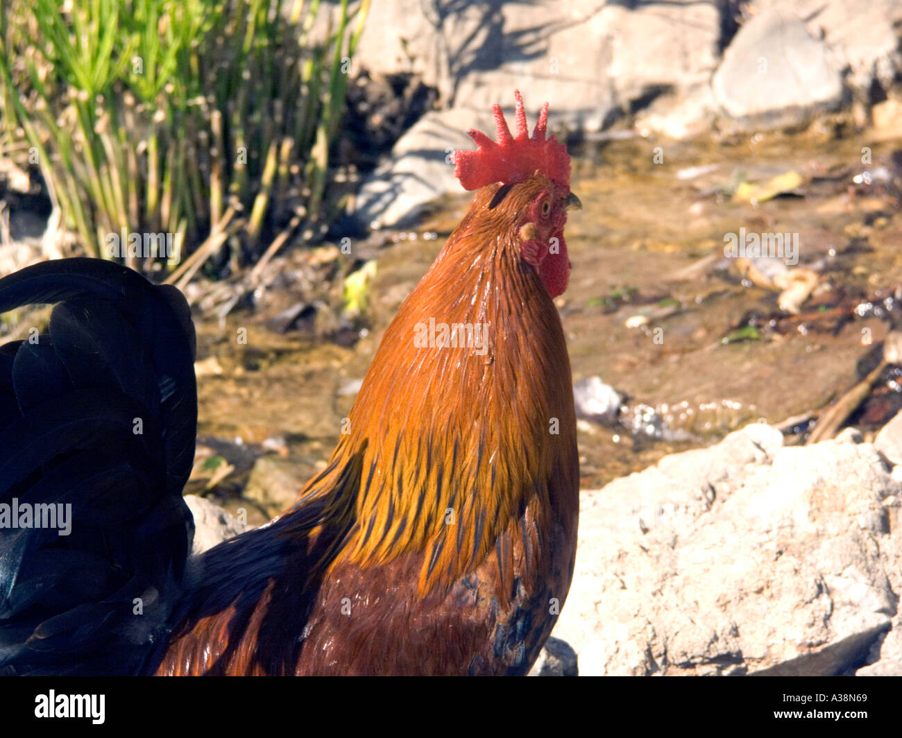 Bantam cockerel poultry fowl Stock Photo - Alamy