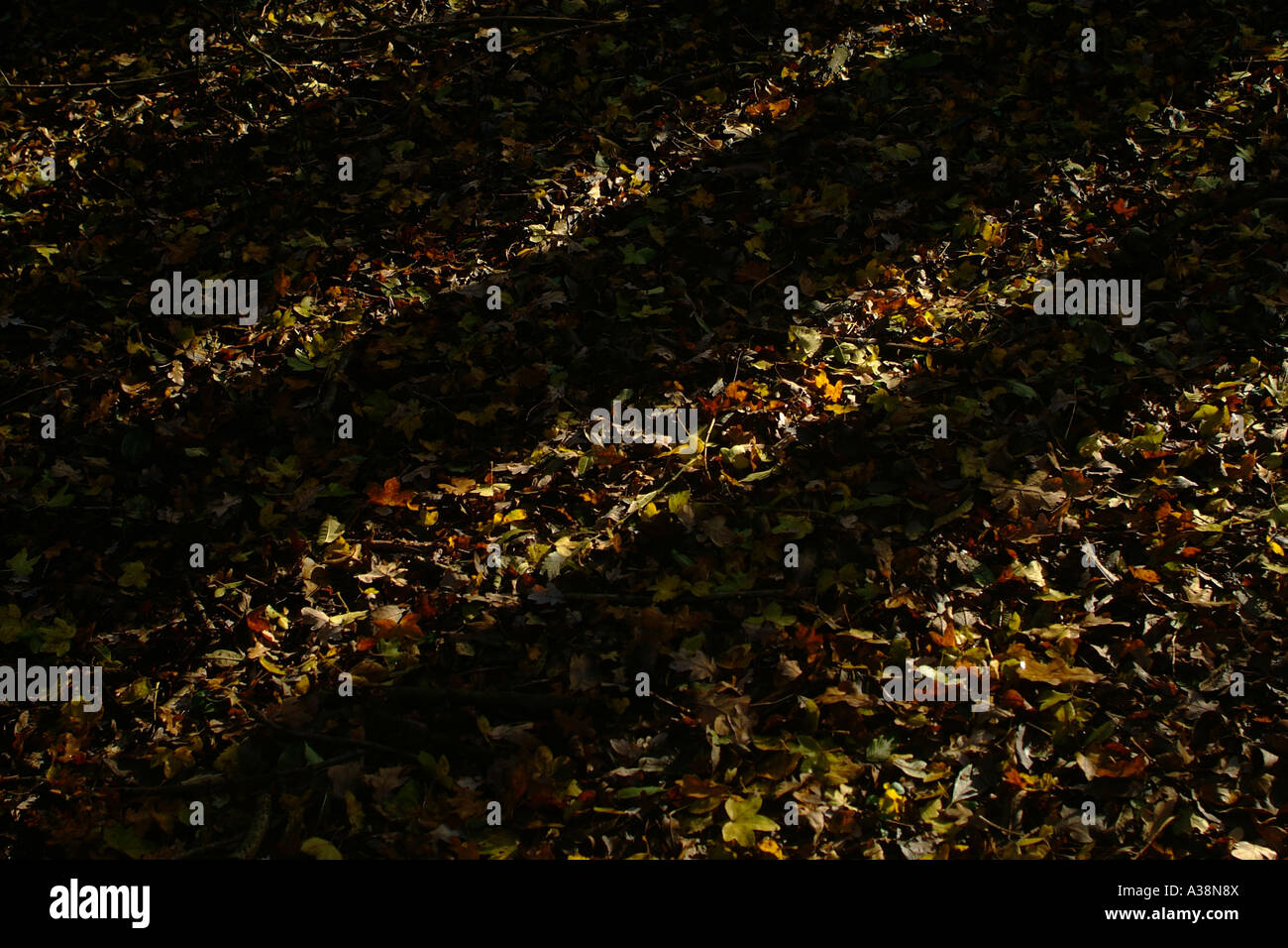 Sunlight spills onto the leaf covered forest floor in abstract patterns ...