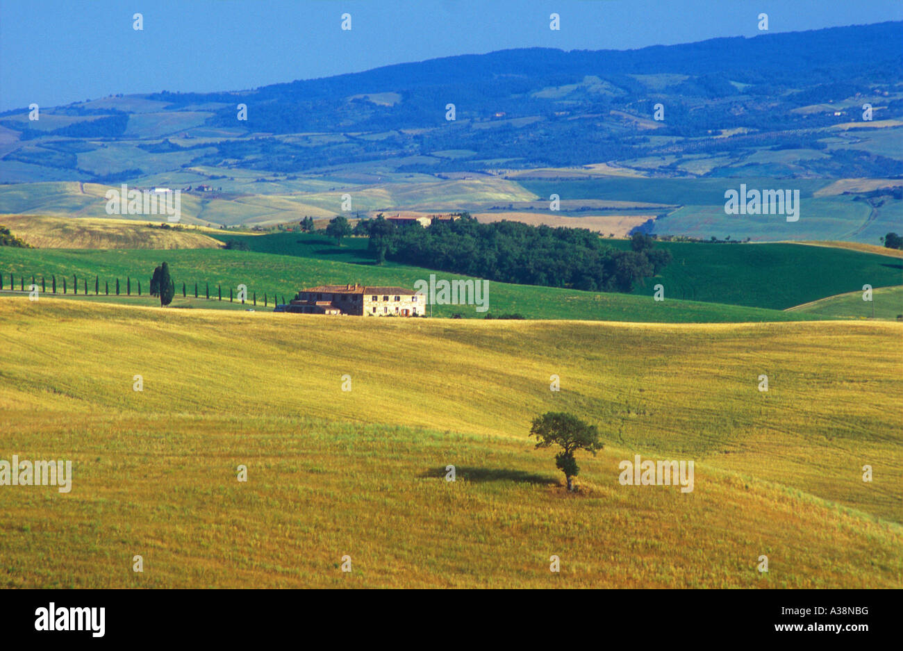 Cypress tree in italy hi-res stock photography and images - Alamy
