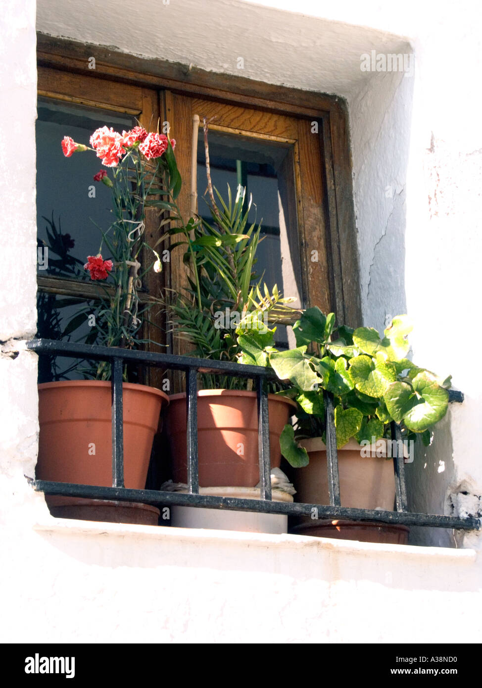 Pot Plants, carnations, in a window box, Mijas Pueblo, Andalucia, Spain ...