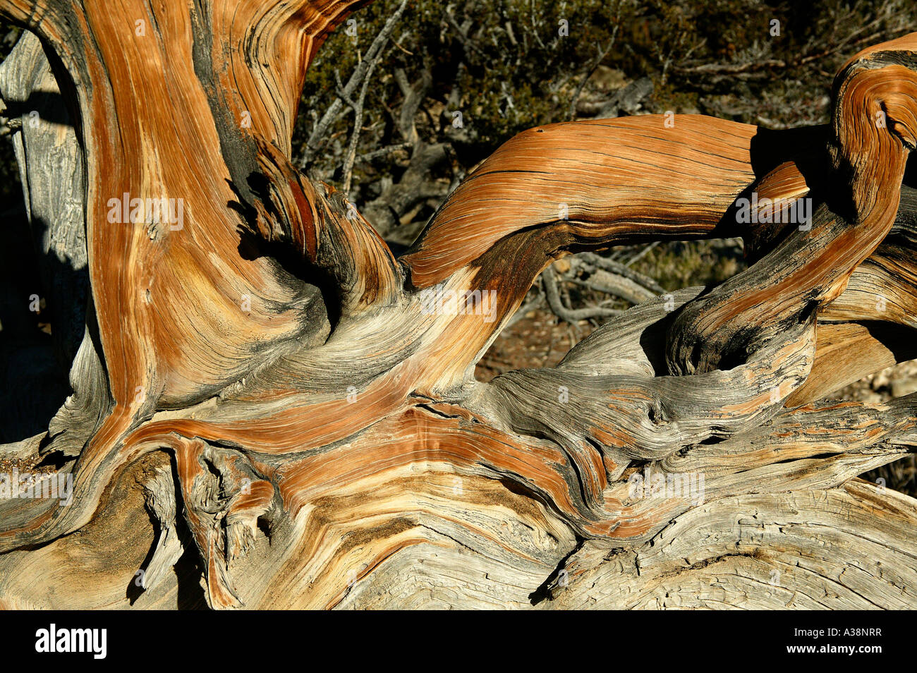 Ancient Bistlecone weathered roots, California Stock Photo - Alamy