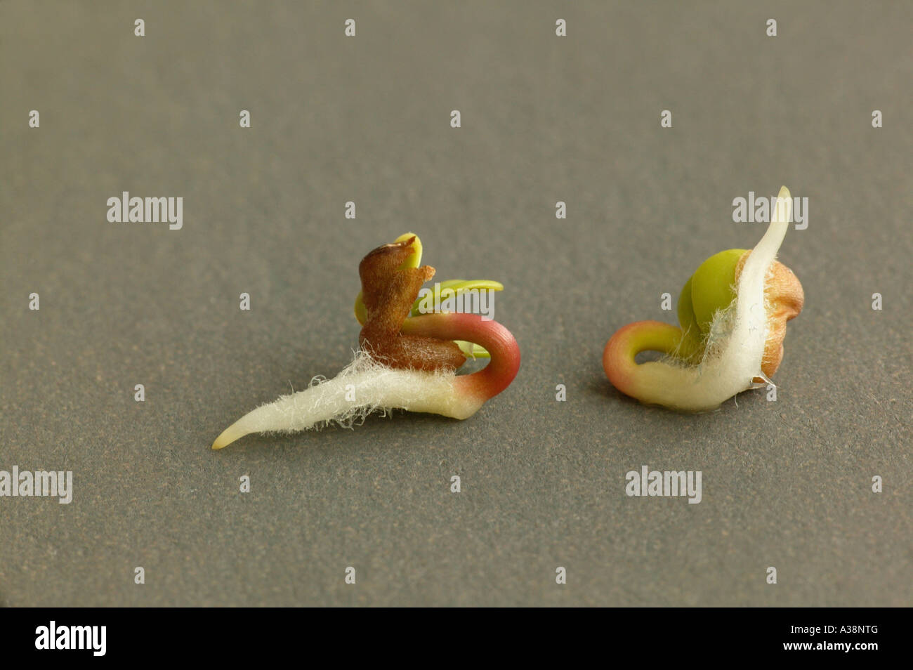 Radish seeds sprouting, California Stock Photo - Alamy