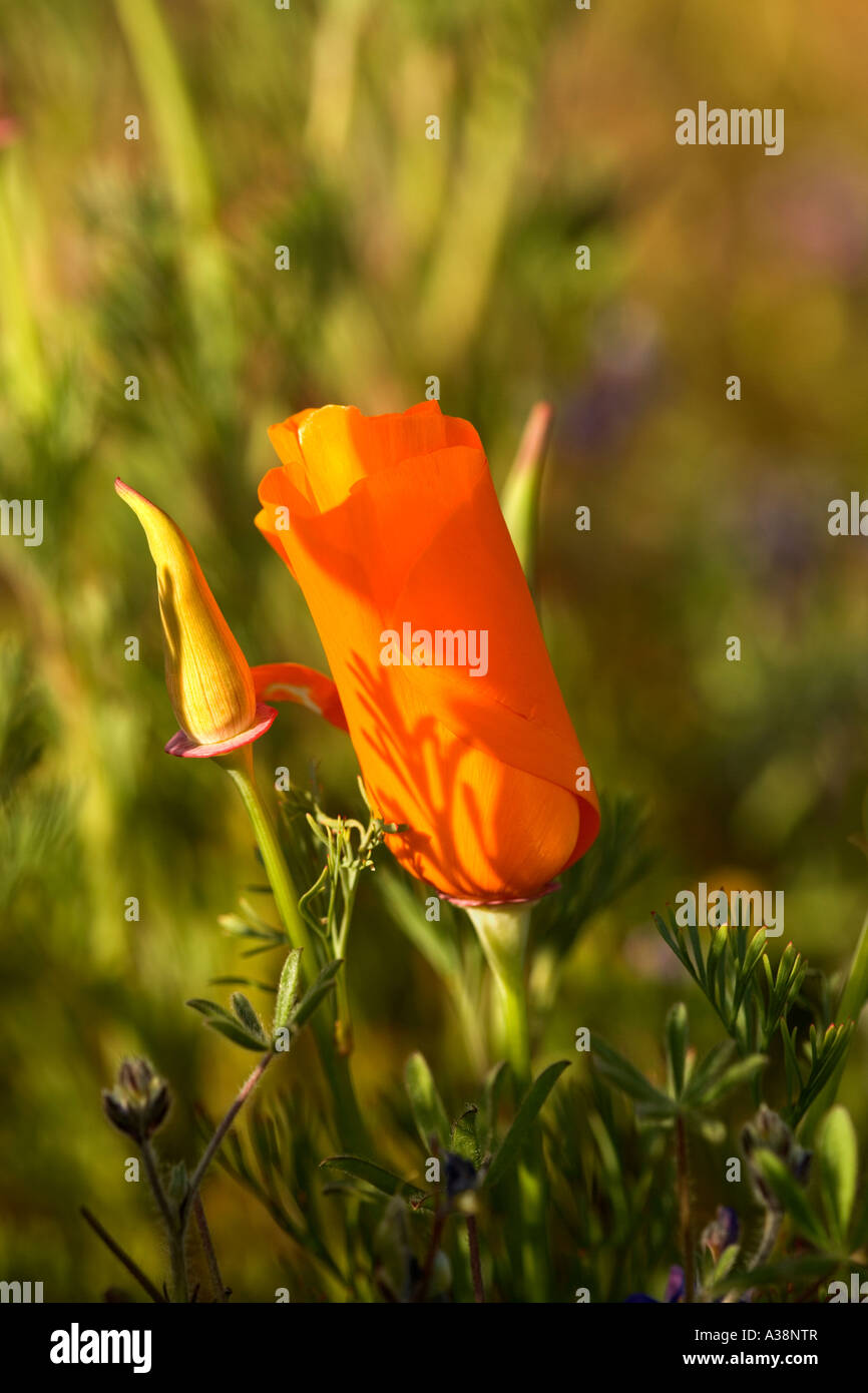 California poppy closeup wild flowers hi-res stock photography and ...