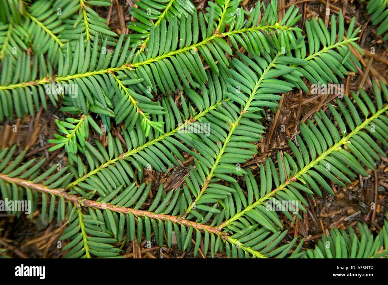Pacific Western Yew branch, California Stock Photo - Alamy