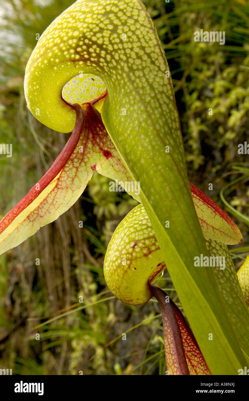 Flower of the Darlingtonia plant, California Stock Photo - Alamy