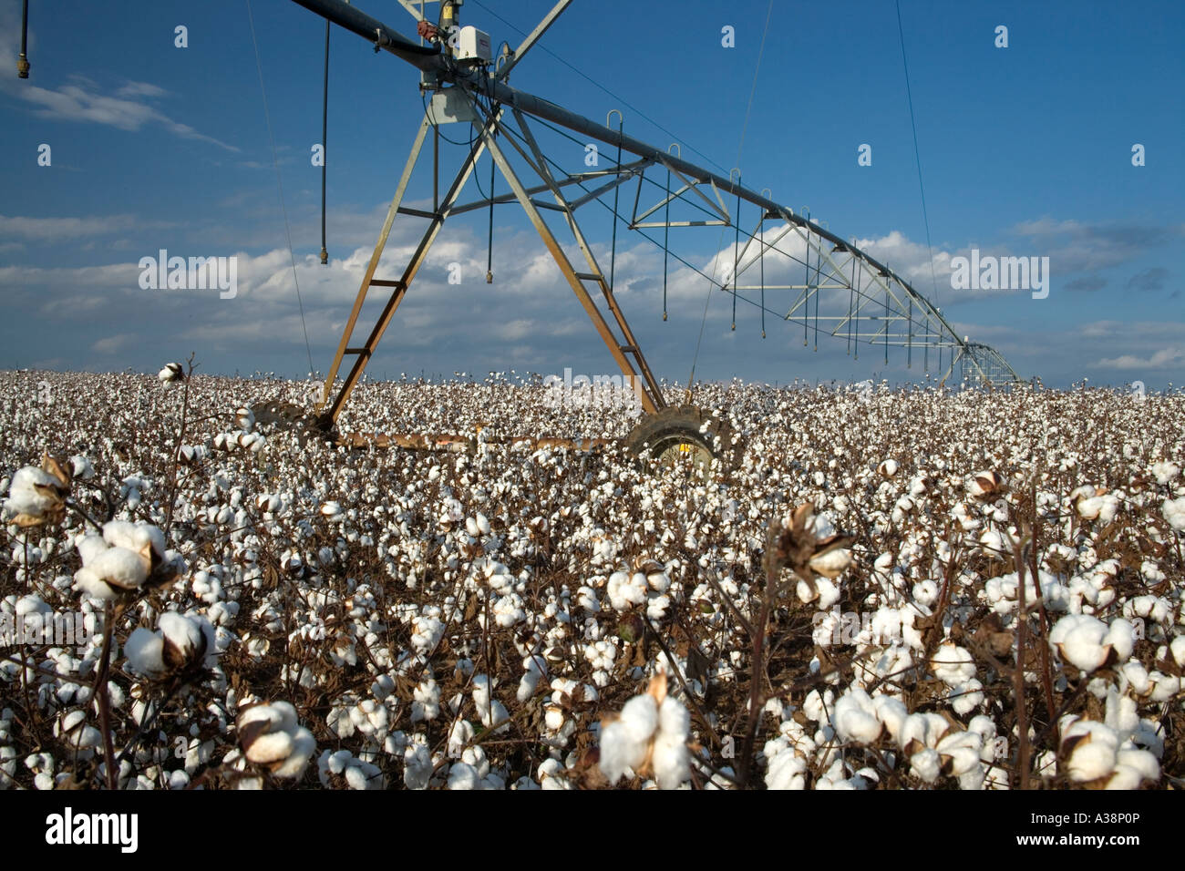Center Pivot Irrigation Cotton