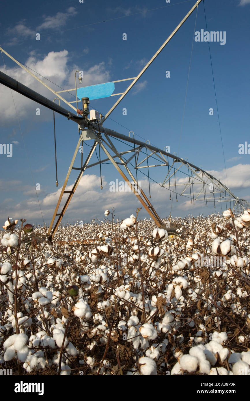 Bt cotton hi-res stock photography and images - Alamy