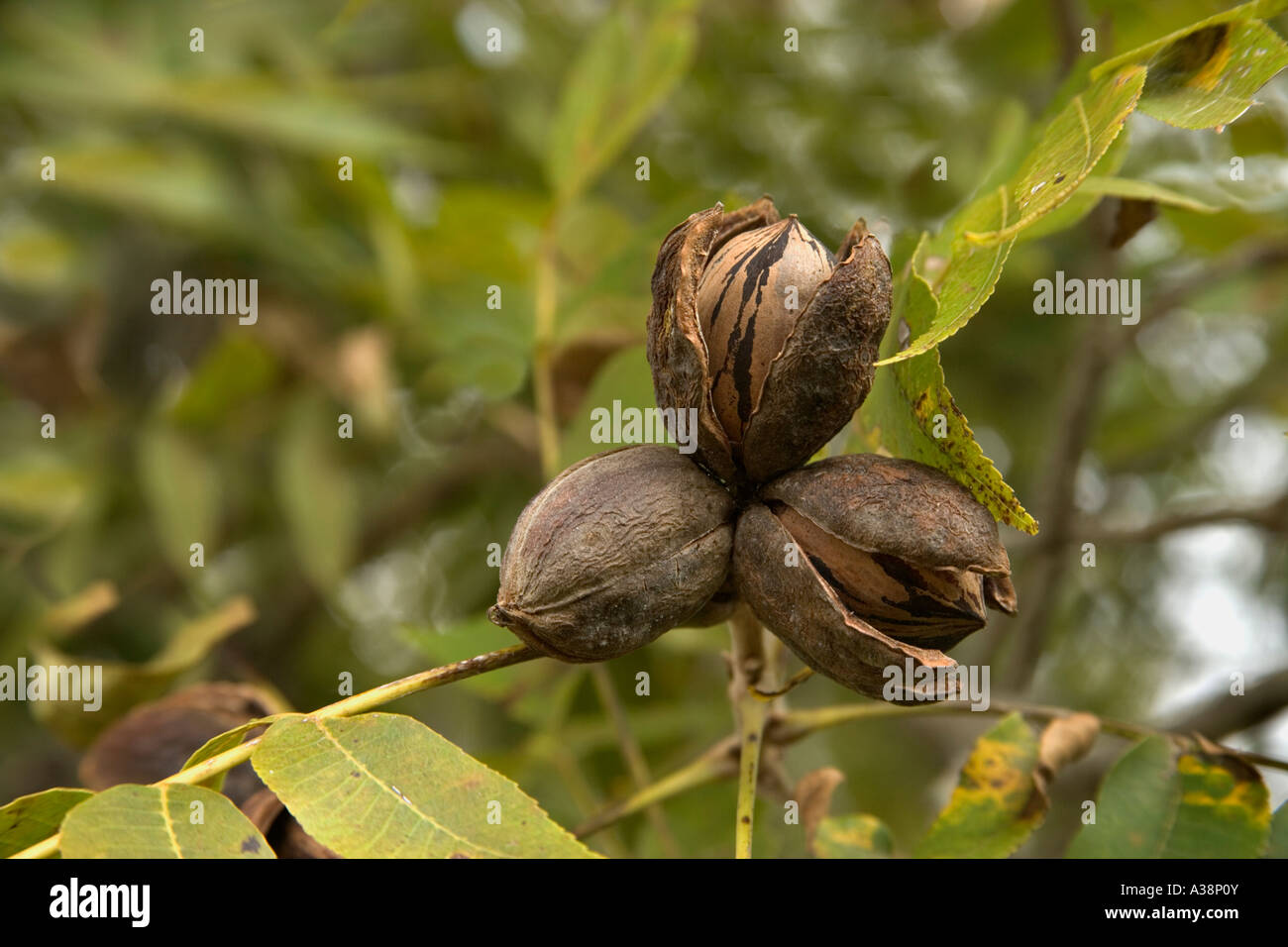 Pecans on branch, Doerun, Georgia Stock Photo - Alamy