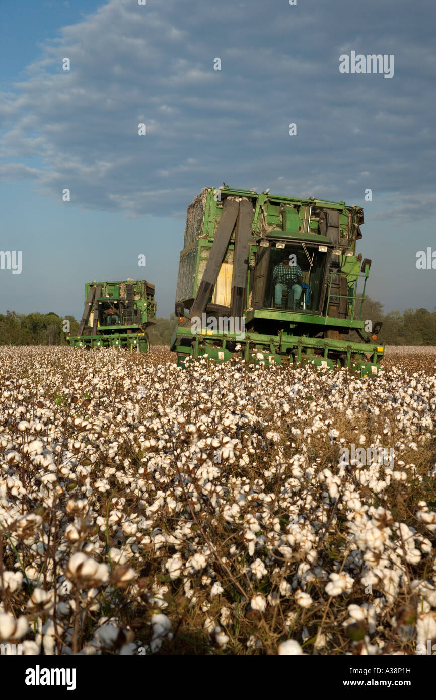 Cotton field pickers hi-res stock photography and images - Alamy