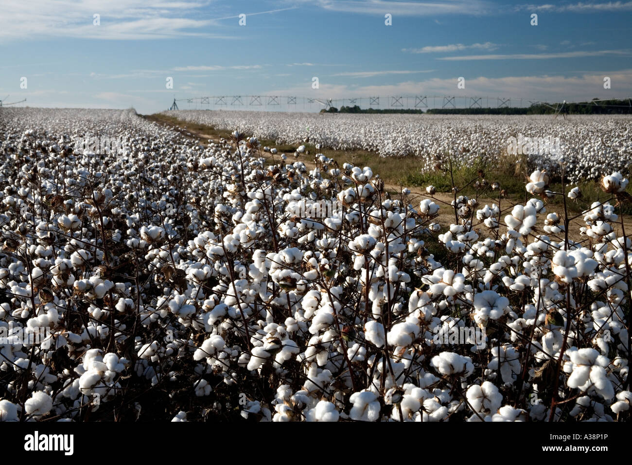 Bt cotton hi-res stock photography and images - Alamy